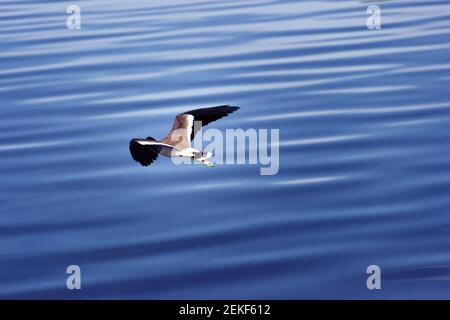 Red-wattled Lapwing flies over the water Stock Photo - Alamy