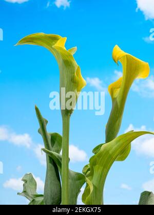 Close up of calla lily (zantedeschia aethiopica) flowers in bloom Stock ...