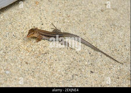 The Puerto Rican Ground Lizard or Common Puerto Rican Ameiva (Ameiva ...