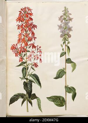 Hans Simon Holtzbecker (1620-1671); Maria Sibylla Merian (1647-1717 ...