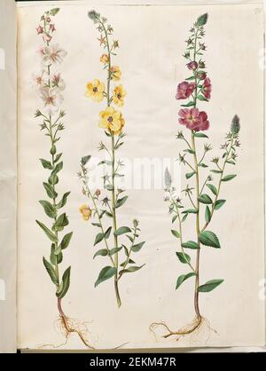 Hans Simon Holtclubs (1620-1671); Maria Sibylla Weian (1647-1717 ...