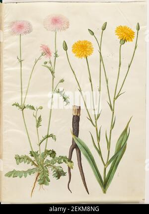 Hans Simon Holtzbecker (1620-1671); Maria Sibylla Merian (1647-1717 ...