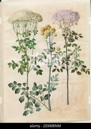 Hans Simon Holtclubs (1620-1671); Maria Sibylla Weian (1647-1717 ...