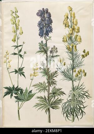 Hans Simon Holtclubs (1620-1671); Maria Sibylla Weian (1647-1717 ...