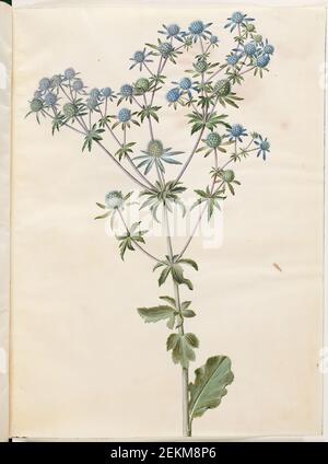 Hans Simon Holtzbecker (1620-1671); Maria Sibylla Merian (1647-1717 ...