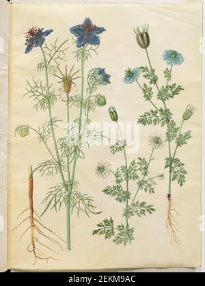 Hans Simon Holtzbecker (1620-1671); Maria Sibylla Merian (1647-1717 ...