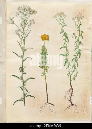 Hans Simon Holtzbecker (1620-1671); Maria Sibylla Merian (1647-1717 ...