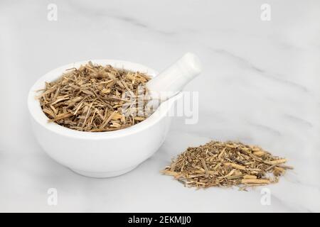 Couch grass herb root used in herbal medicine to treat coughs, fevers ...