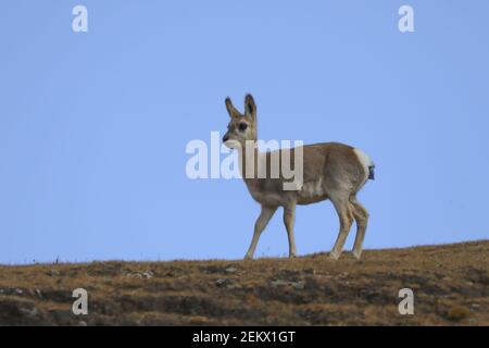Procapra picticaudata, also known as tibetan gazelle, appears in Cuona ...