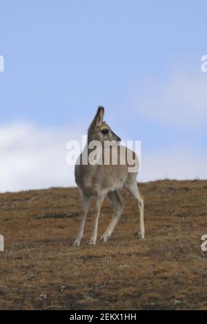 Procapra picticaudata, also known as tibetan gazelle, appears in Cuona ...