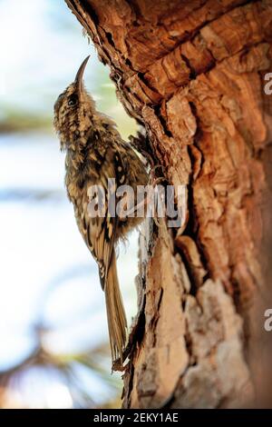 The brown creeper (Certhia americana) in spring Stock Photo - Alamy