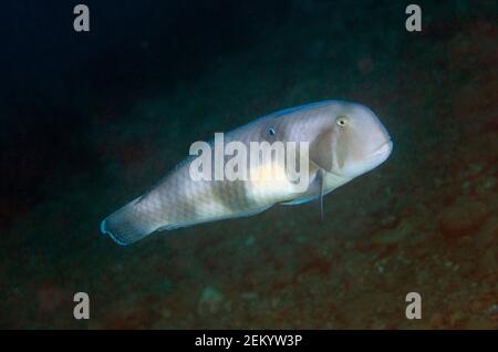 Peacock Razorfish (Iniistius pavo) Actinopterygii Stock Photo - Alamy