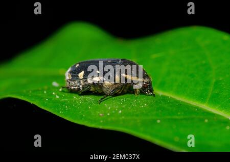 Tropical scarab beetle (family Scarabaeidae) on a leaf. This beetle is ...