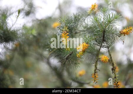 The yellow flowers of the narrow-leaved geebung (Persoonia linearis ...