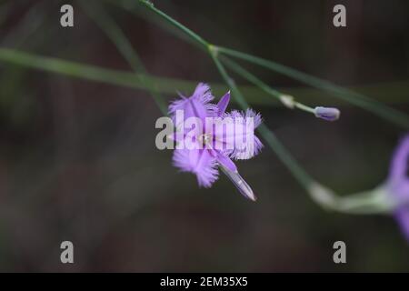 Fringed Violet or Fringed Lily Thysanotus tuberosus New South Wales ...