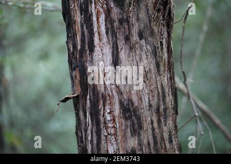 Australian Turpentine Tree Syncarpia glomulifera (L) , and Cabbage Palm ...