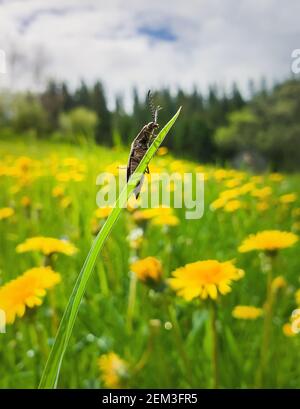 A small bug on yellow dandelion in the forest Stock Photo - Alamy