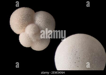 foraminiferans, forams (Foraminiferida), Recent planktonic foraminifera ...