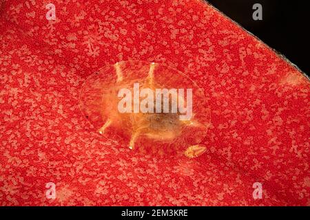 scale insects and mealy bugs (Coccoidea), fluorescence image, light ...