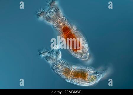 rotifer (Philodina roseola), Differential interference contrast ...