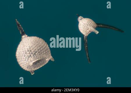 radiolarians (Radiolaria), fossil radiolarians from Barbados, dark ...