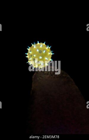 Hibiscus (Hibiscus spec.), hibiscus pollen, light microscope image ...