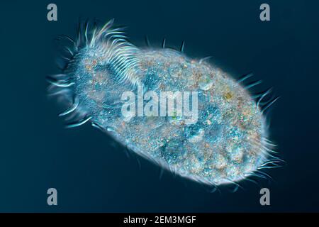 ciliates (Hypotrichia, Australocirrus), differential interference ...