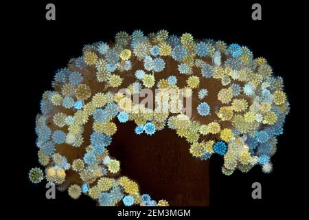 hibiscus (Hibiscus spec.), pollen of hibiscus in the anther ...