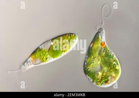 euglenoid flagellate (Euglena gracilis), Differential interference ...