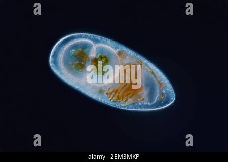 Frontonia (Frontonia spec.), ciliate protozoan, light microscopy ...