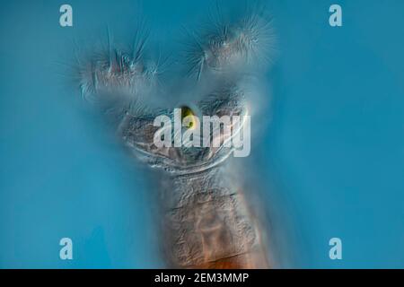 rotifer (Philodina roseola), Differential interference contrast ...
