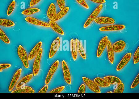euglenoid flagellate (Euglena gracilis), phase-contrast MRI image ...