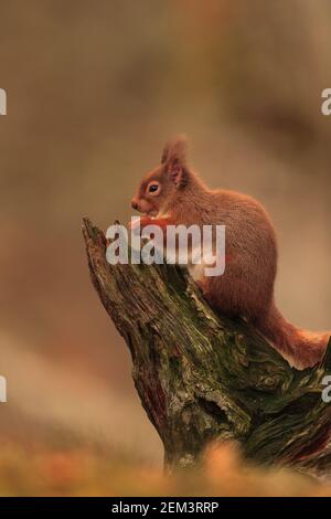 A solitary British Red Squirrel, (Sciurus vulgaris), sitting on a log ...