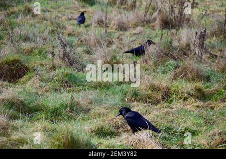 crows searching for food in grass in highgate wood london england UK ...