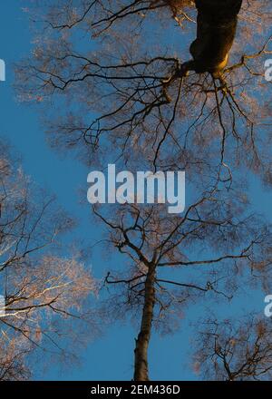 Frithsden Beeches Ashridge Woods Hertfordshire Stock Photo - Alamy