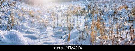 Panoramic view of the swamp covered with morning autumn fog. Swampy ...