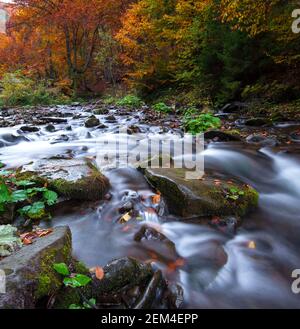 Nature of Western Ukraine. Mountains, rivers and forests. Shelter for ...