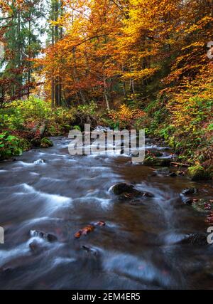 Nature of Western Ukraine. Mountains, rivers and forests. Shelter for ...