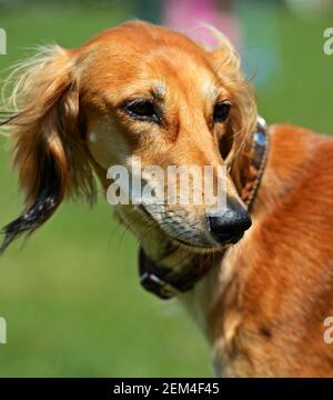 Greyhound at a dog show in the spring Stock Photo - Alamy