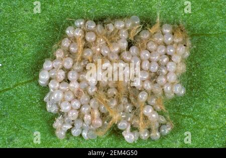 Egyptian or African cotton leafworm or Mediterranean brocade ...