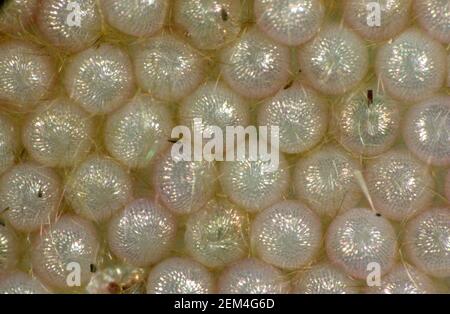 Egyptian or African cotton leafworm or Mediterranean brocade ...