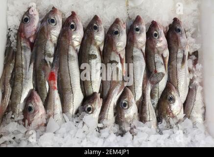 Freshly landed haddock in boxes for sale in a fishmarket Stock Photo ...