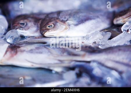 Close-up of a heap of dead fish Stock Photo - Alamy