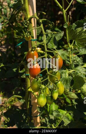 An F1 Trilly Tomato Plant growing in Friuli-Venezia Giulia, north east ...