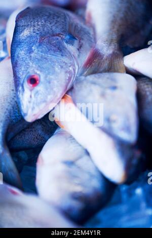 Close-up of a heap of dead fish Stock Photo - Alamy