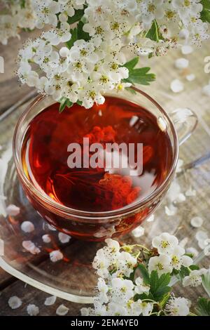 Hawthorn spring floral tea with spring blooming branches with flower ...
