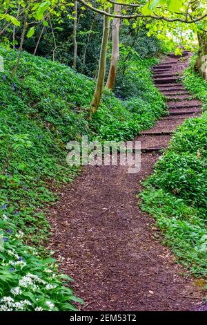 Woodland footpath in spring at Lovers Walk in Matlock Bath Derbyshire ...