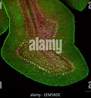 Cerebellar folium from a section of mouse brain, labelled with ...