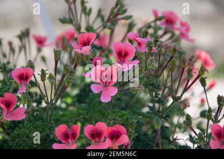 Rose Geranium, Pellargonium flowers with pink flowers blossoms, green ...