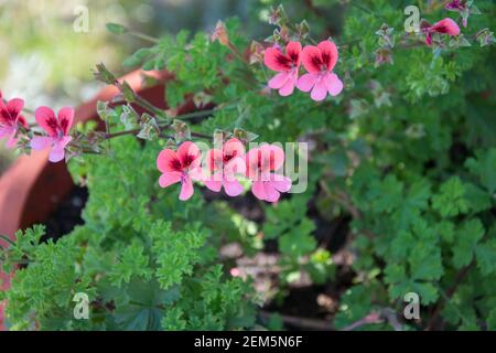 Rose Geranium, Pellargonium flowers with pink flowers blossoms, green ...